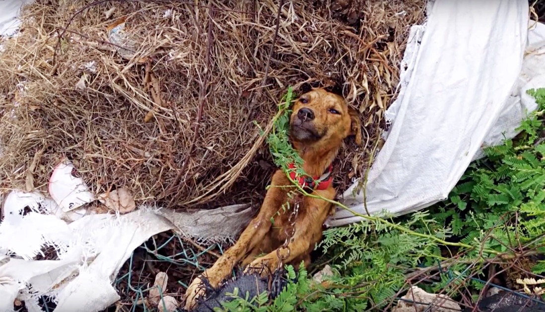 Un perro que yacía moribundo en el arcén fue rescatado por un amable ...