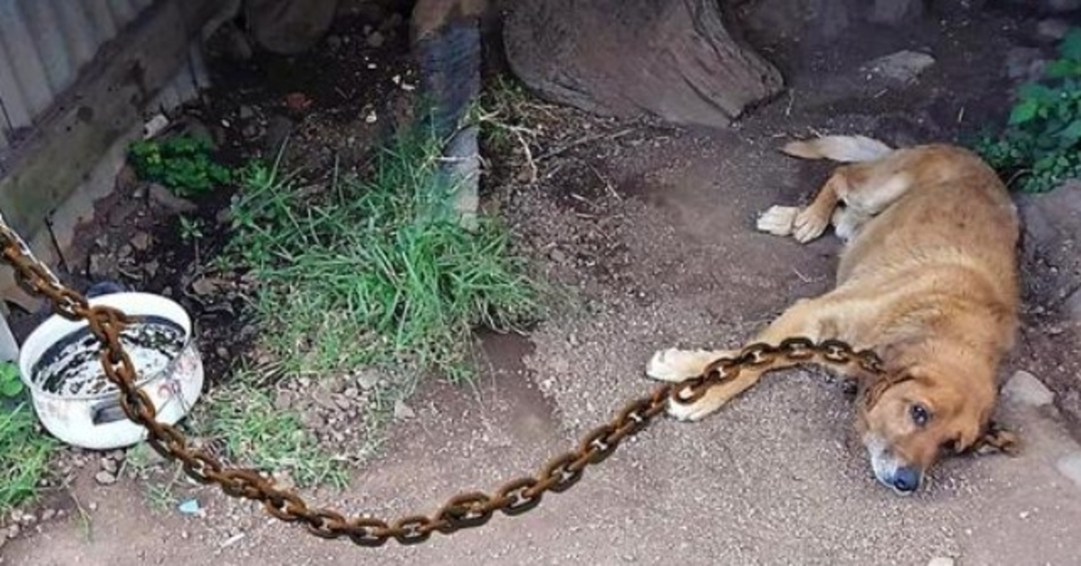 Perro estuvo encadenado al suelo durante 12 años, esperando a ver ...