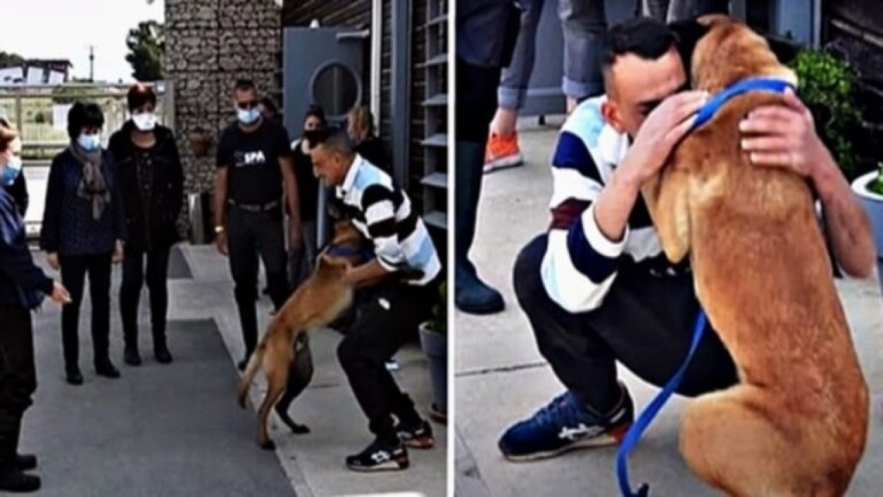 Para encontrar a su perro robado, un hombre ha recorrido más de 500 km