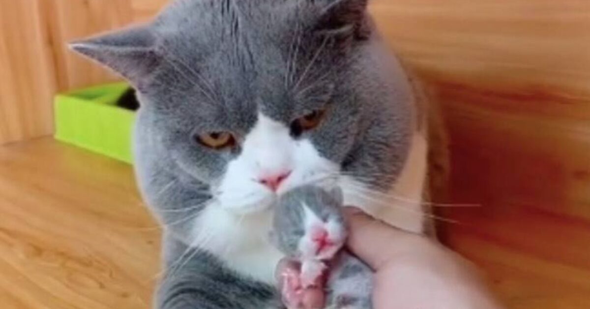 Le trajeron el cachorro recién nacido, pero no se imaginaban que el ...