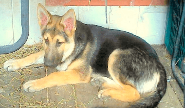 Después de 2381 días de rechazo, un triste perro de refugio es ...