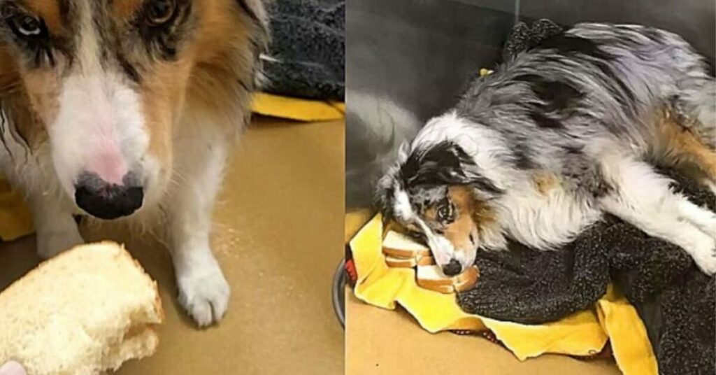 La historia del collie abandonado que seguía a todo el mundo